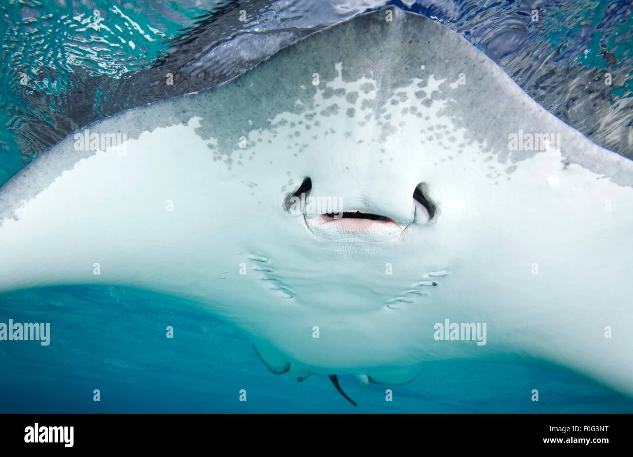 UNDER CLOSE-UP VIEW OF GREY STINGRAY MOUTH Stock Photo - Alamy