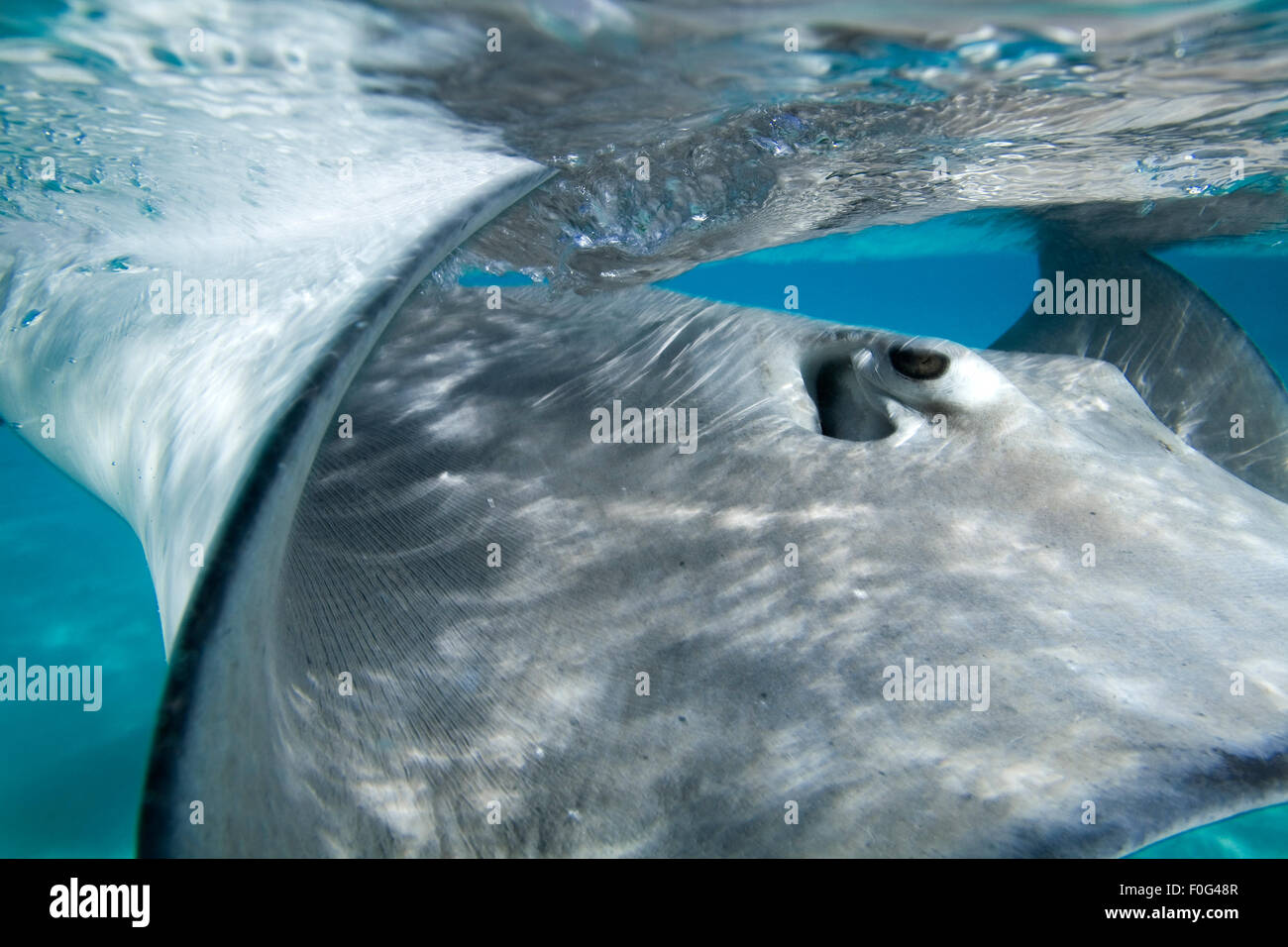 CLOSE-UP VIEW OF GREY STINGRAY SWIMMING CLOSE TO SURFACE Stock Photo ...