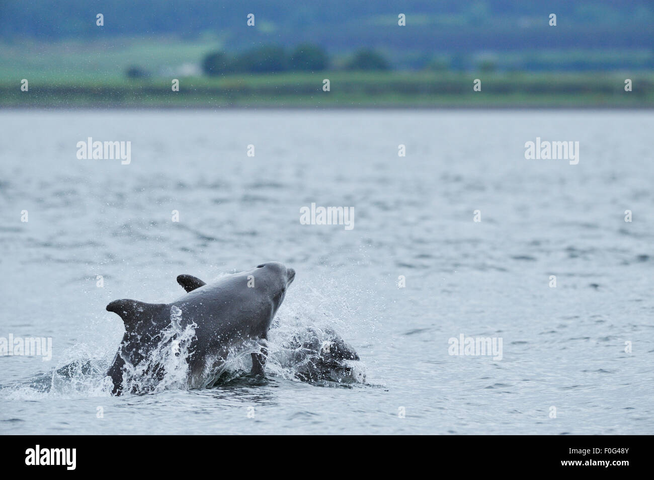 Bottlenosed dolphins (Tursiops truncatus) travelling, Moray Firth, Nr ...