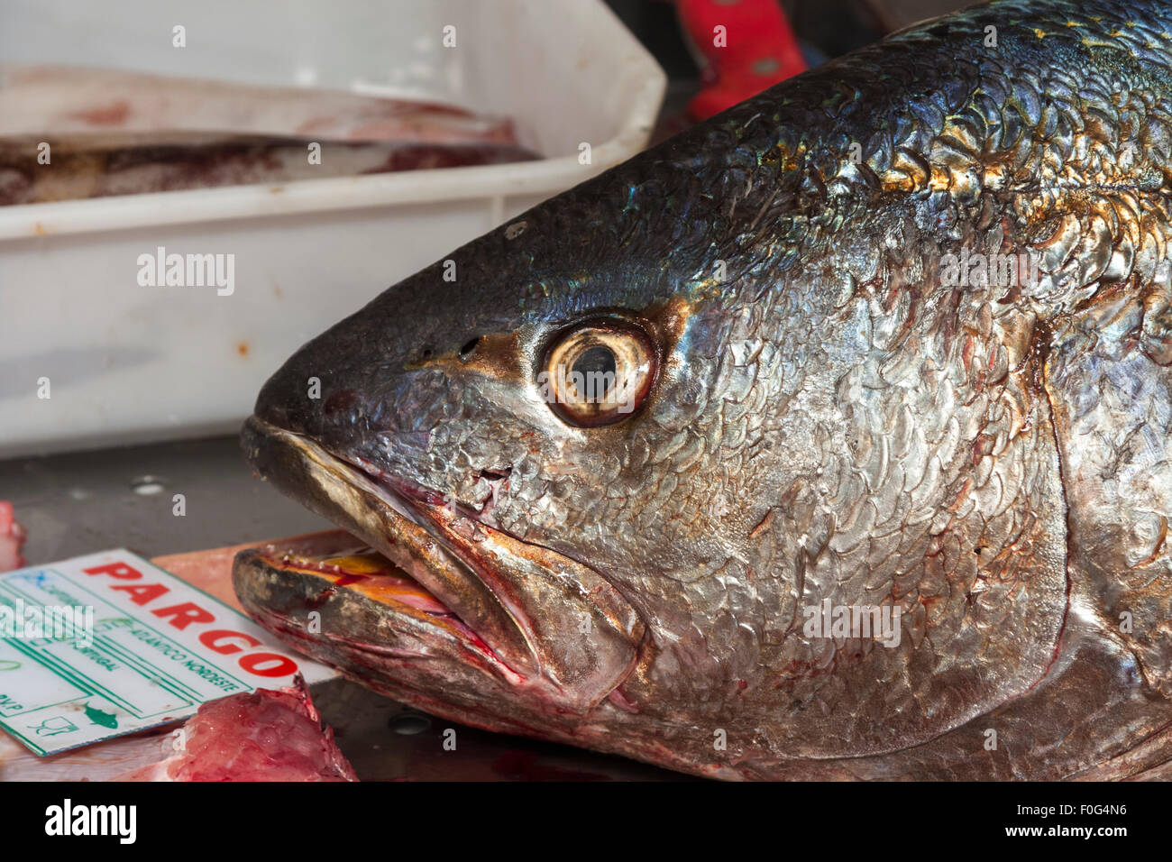Pargo fish hi-res stock photography and images - Alamy