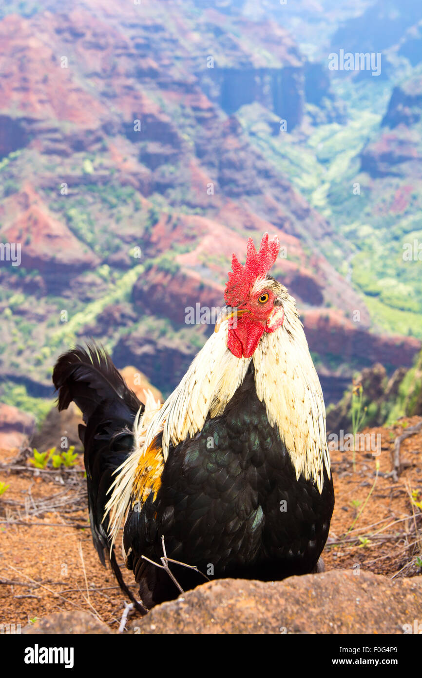 A feral chicken stands at the base of colorful Waimea Canyon in Kauai ...