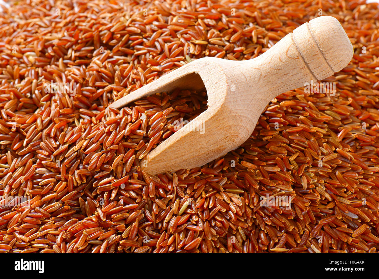 Grains of Camargue red rice (Grown organically in the wetlands of ...