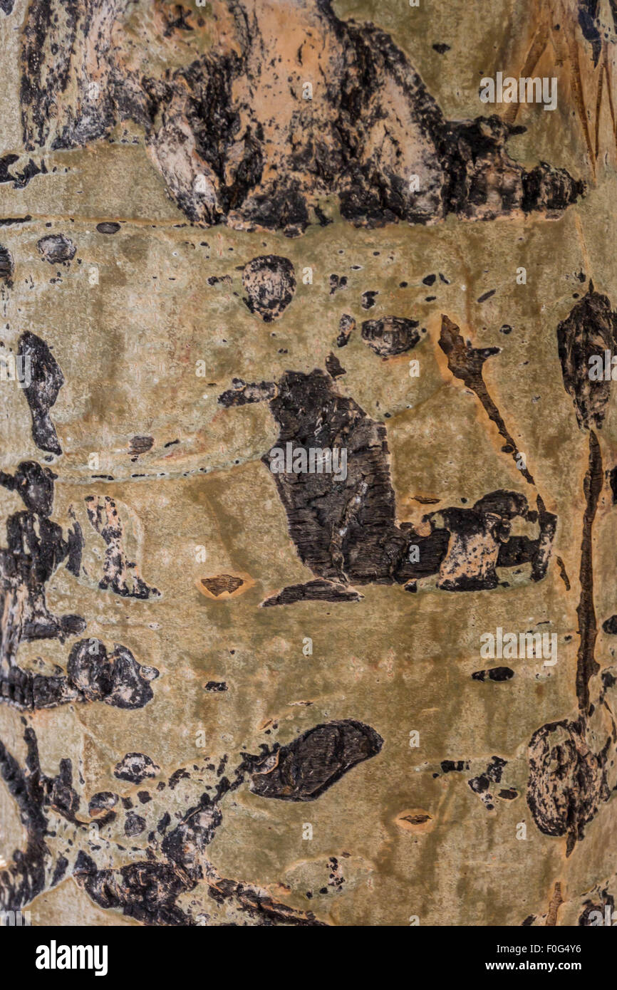 Aspen tree texture hi-res stock photography and images - Alamy