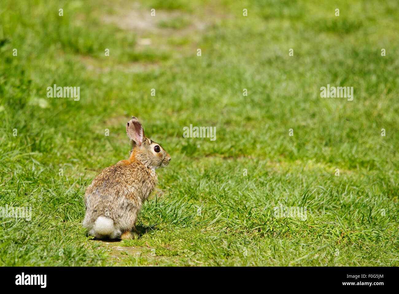 wild rabbit, rabbit closeup, rabbit on camp, italian wild rabbit ...