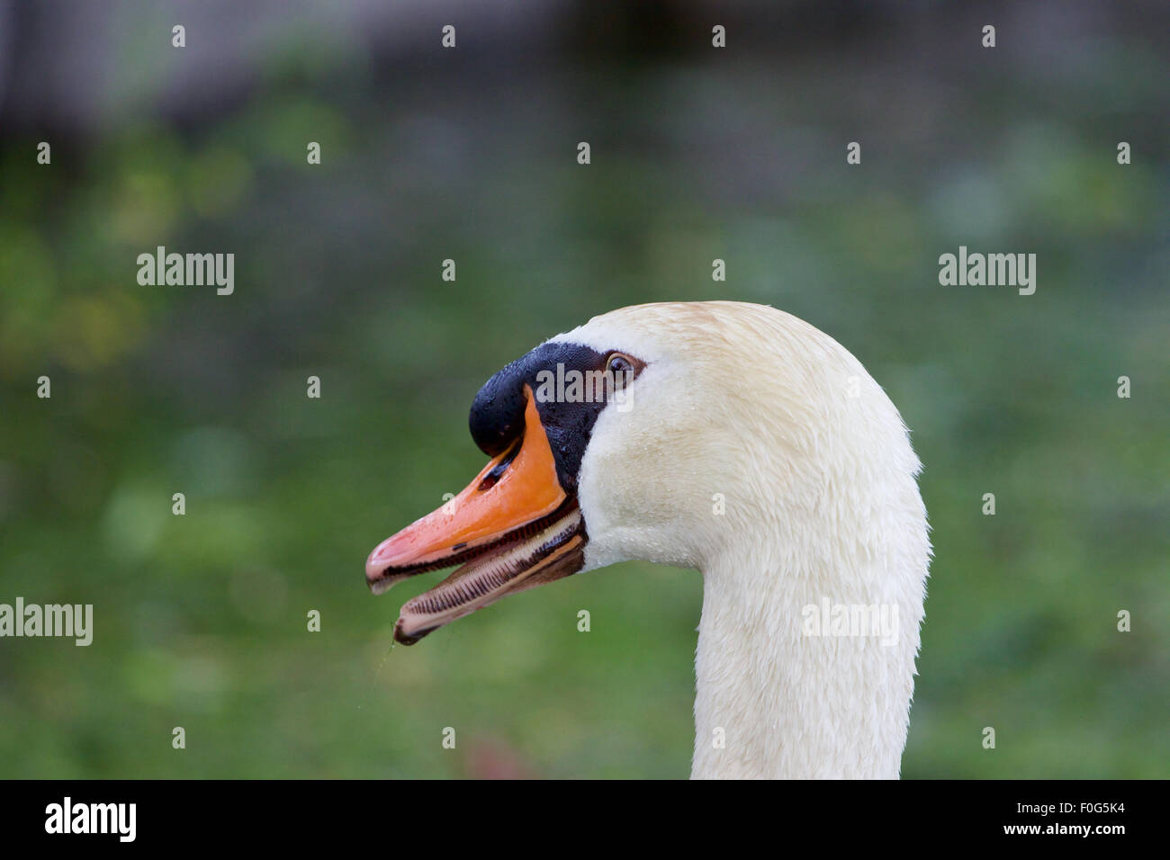 The doubt of the swan Stock Photo - Alamy