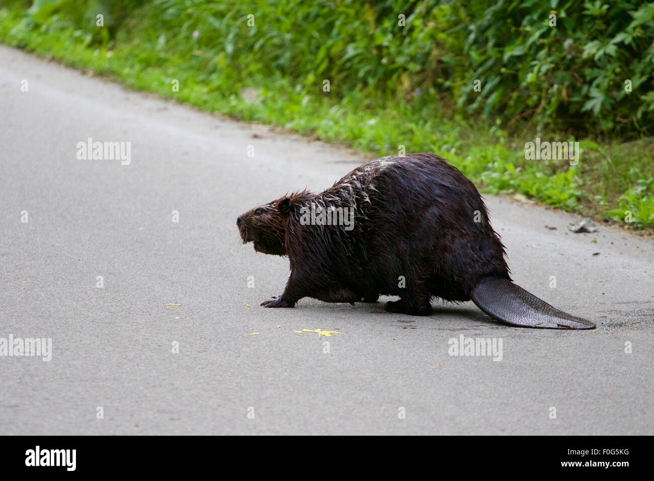 The close-up of the big Canadian beaver Stock Photo - Alamy