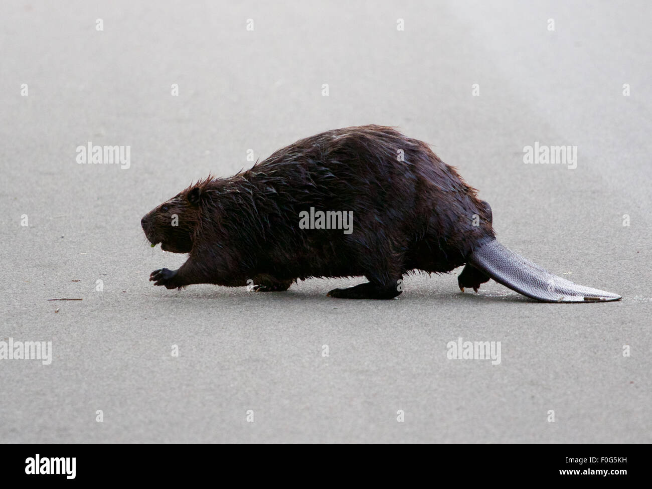 North american rodent hi-res stock photography and images - Alamy