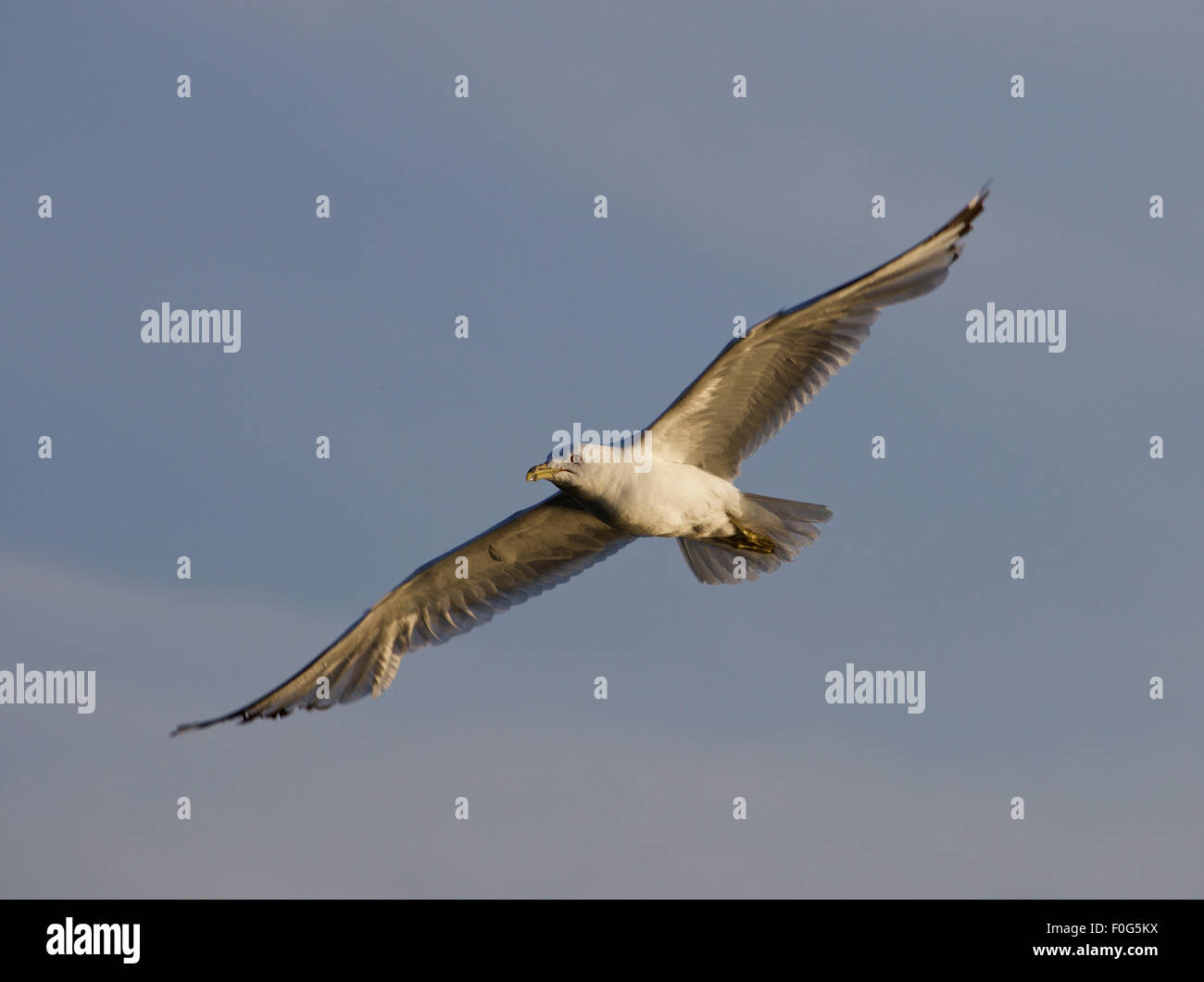 Curious gull hi-res stock photography and images - Alamy