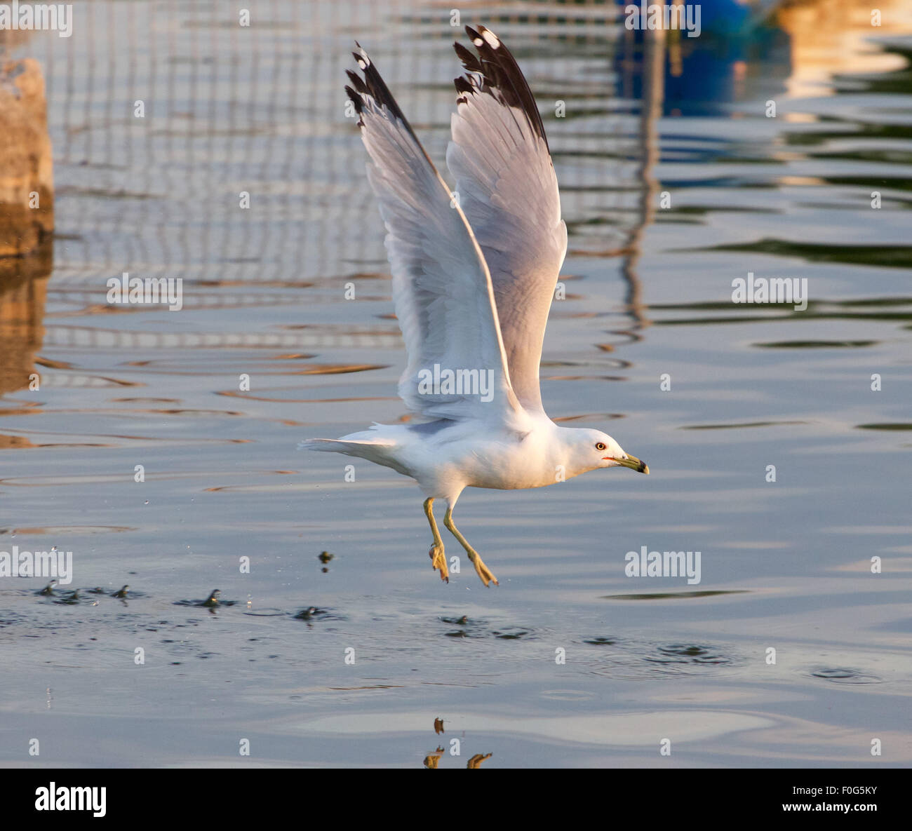 The beautiful gull is taking off from the lake Stock Photo - Alamy