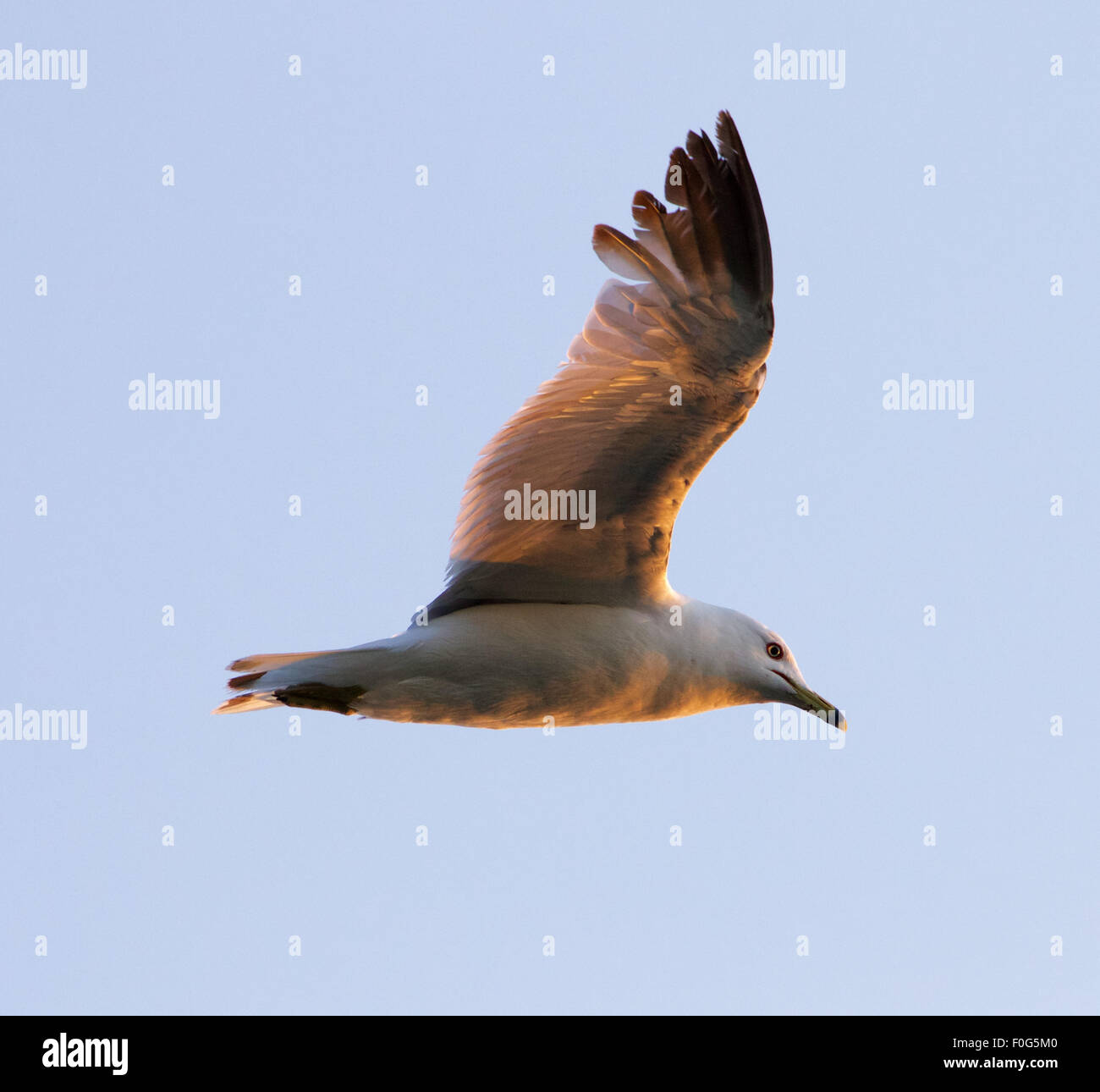 Curious gull hi-res stock photography and images - Alamy