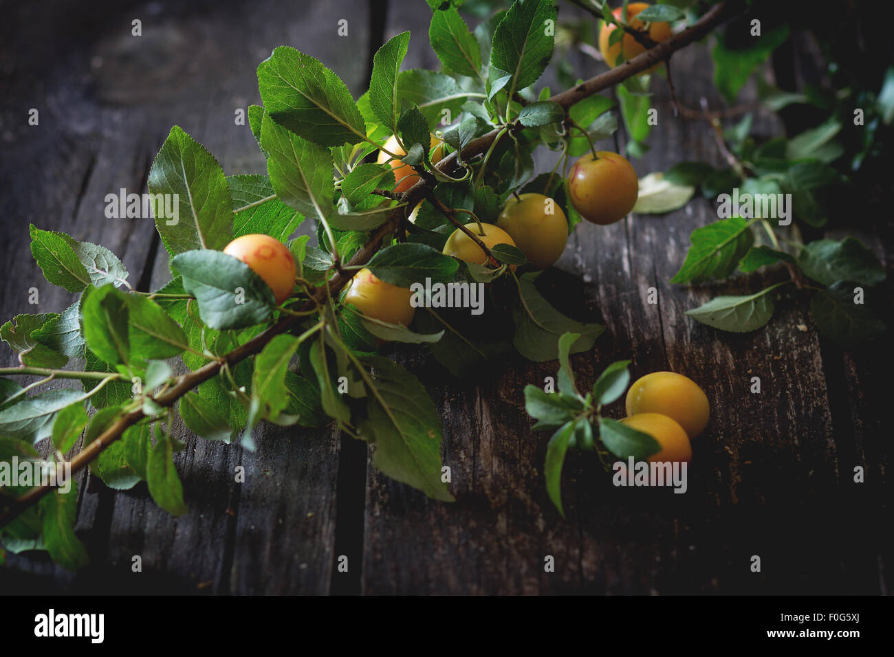 Tree branch red mirabelle hi-res stock photography and images - Alamy