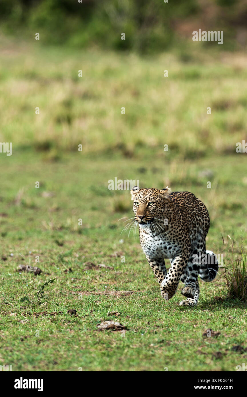 Leopard Running High Resolution Stock Photography and Images - Alamy
