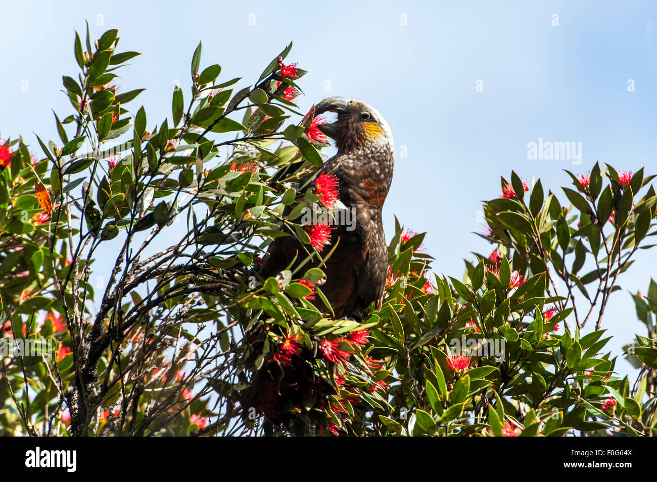New Zealand kaka feeding on tree Stewart Island New Zealand Stock Photo ...