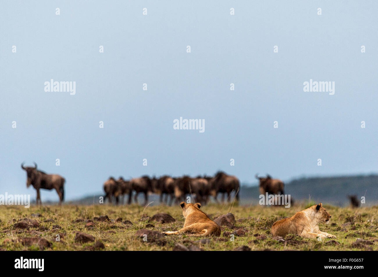 Olare orok hi-res stock photography and images - Alamy