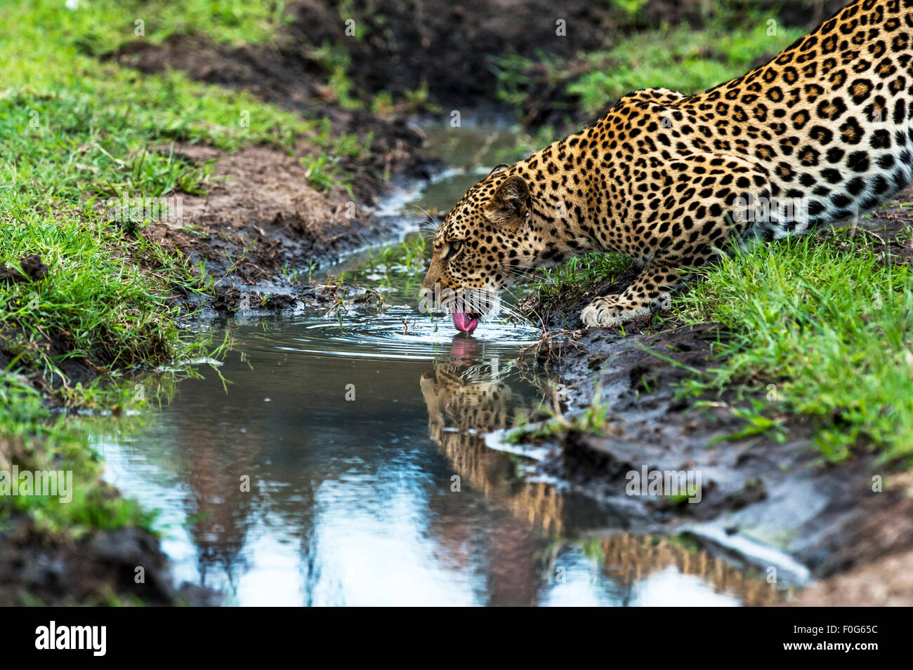 Adult female leopard drinking from water hole Olare Orok conservancy ...