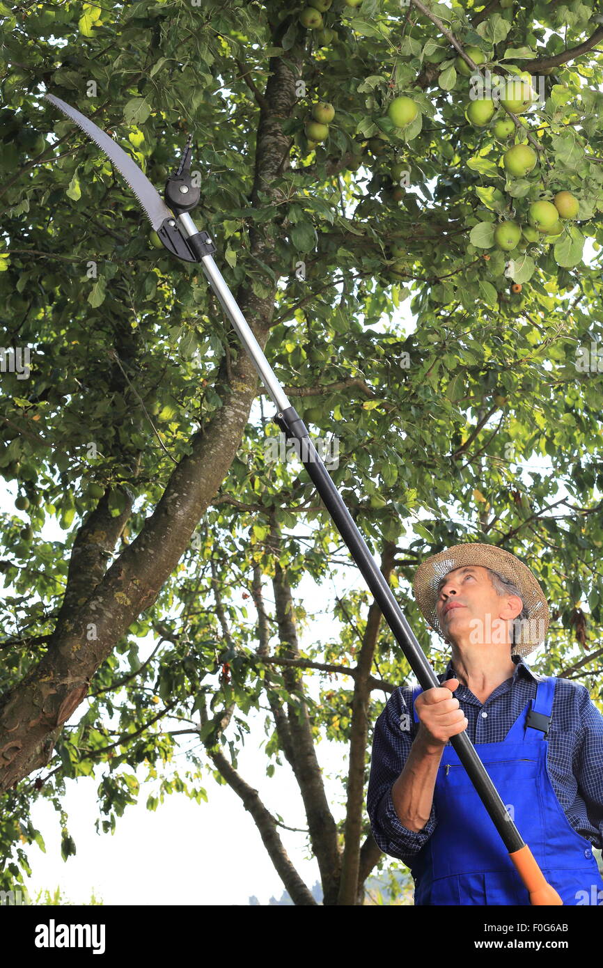 Trimming a tree hi-res stock photography and images - Alamy