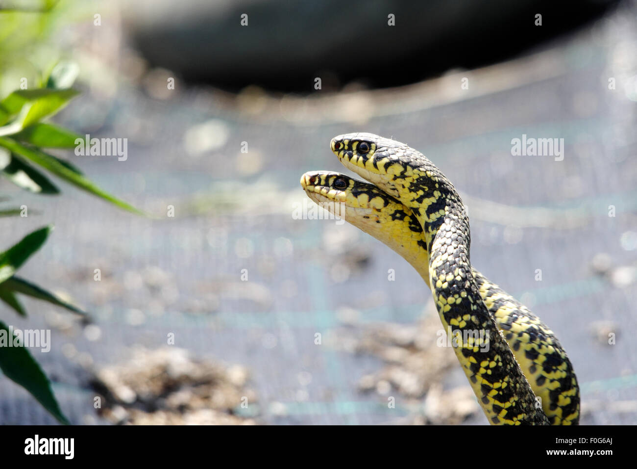 Rain forest snakes hi-res stock photography and images - Alamy