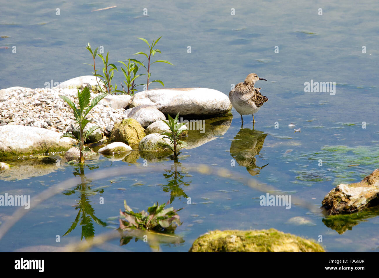 stork, heron, gull, eat, predators, stork eat a frog, heron heat a big ...