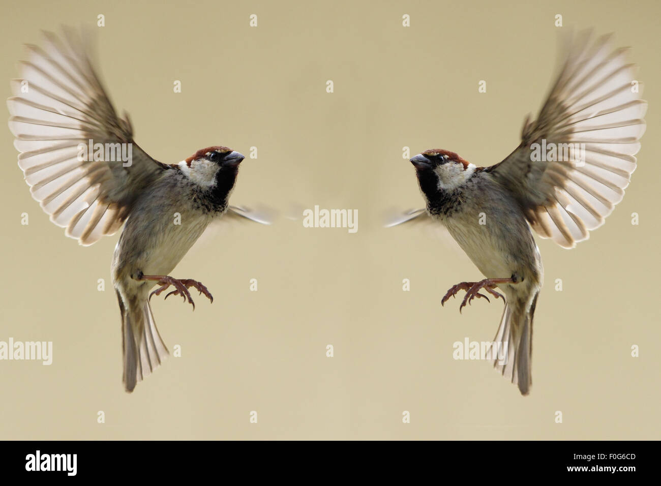 sparrow,, robin,, redstart,, great, tit,, crested, tit,, manger,, beak ...