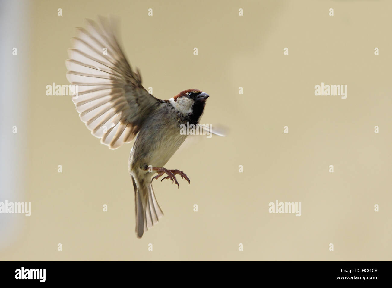 sparrow,, robin,, redstart,, great, tit,, crested, tit,, manger,, beak ...