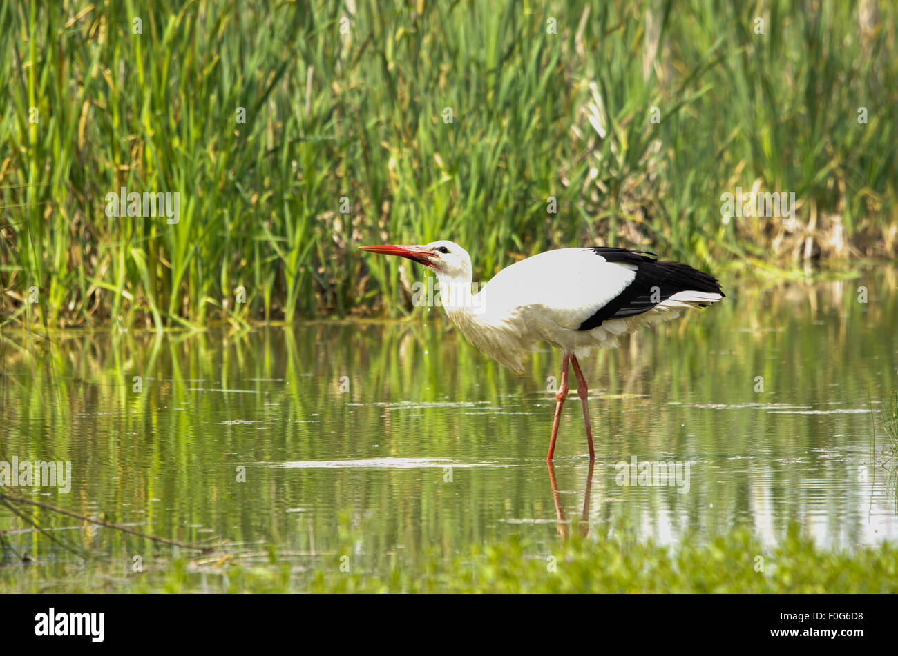 stork, heron, gull, eat, predators, stork eat a frog, heron heat a big ...