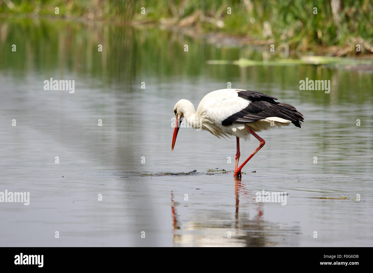 Frog eats storks hi-res stock photography and images - Alamy