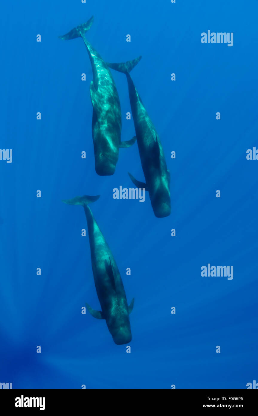 Three Shortfin pilot whales (Globicephala macrorhynchus) Canary Islands ...