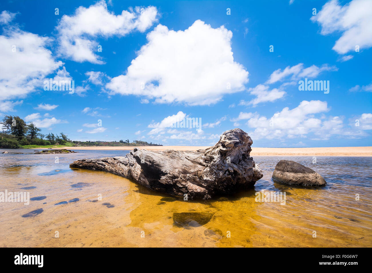 An old tree trunk lies in a shallow pool of seawater on a tropical ...