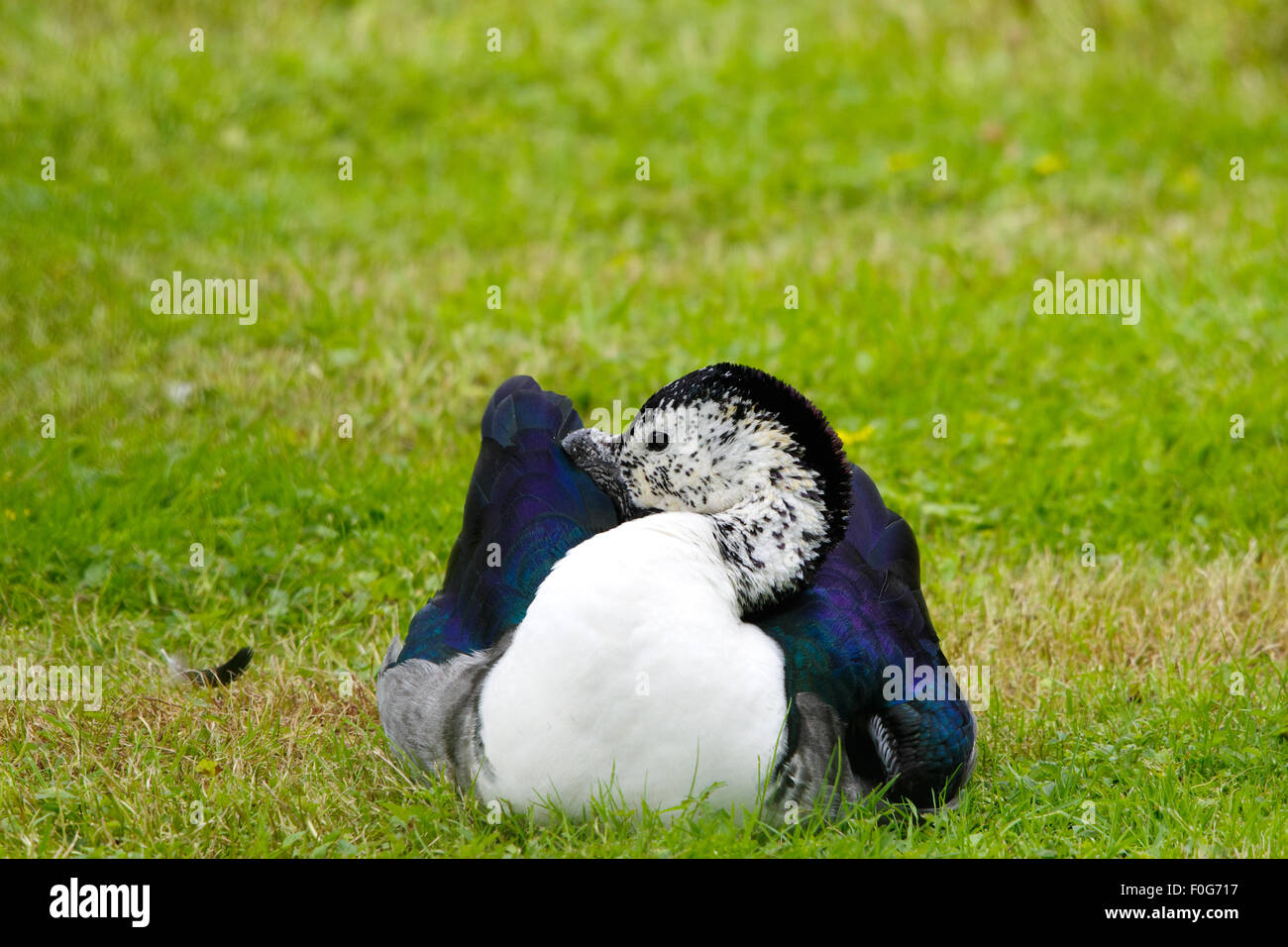 stork, heron, gull, eat, predators, stork eat a frog, heron heat a big ...