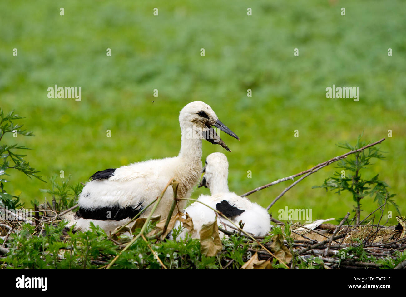 Frog eats storks hi-res stock photography and images - Alamy