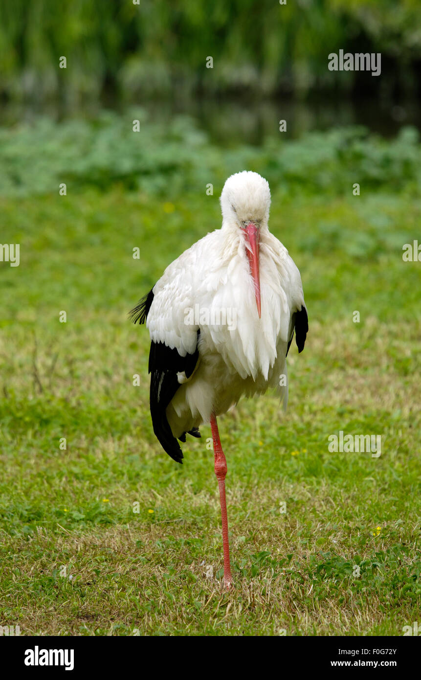 stork eat frog, oasi, white black stork, mammals, stork flying, white ...