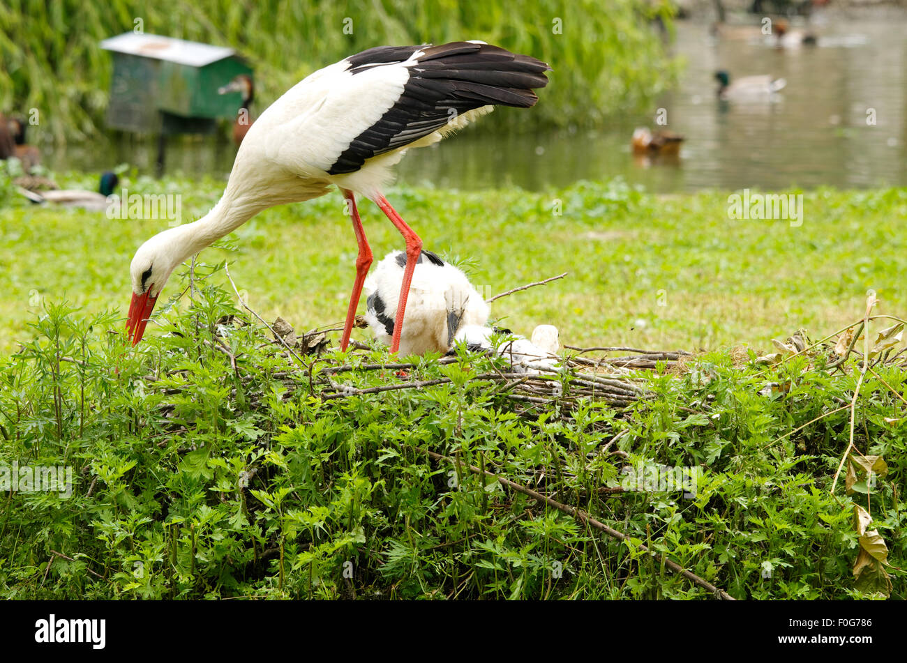 Frog eats storks hi-res stock photography and images - Alamy