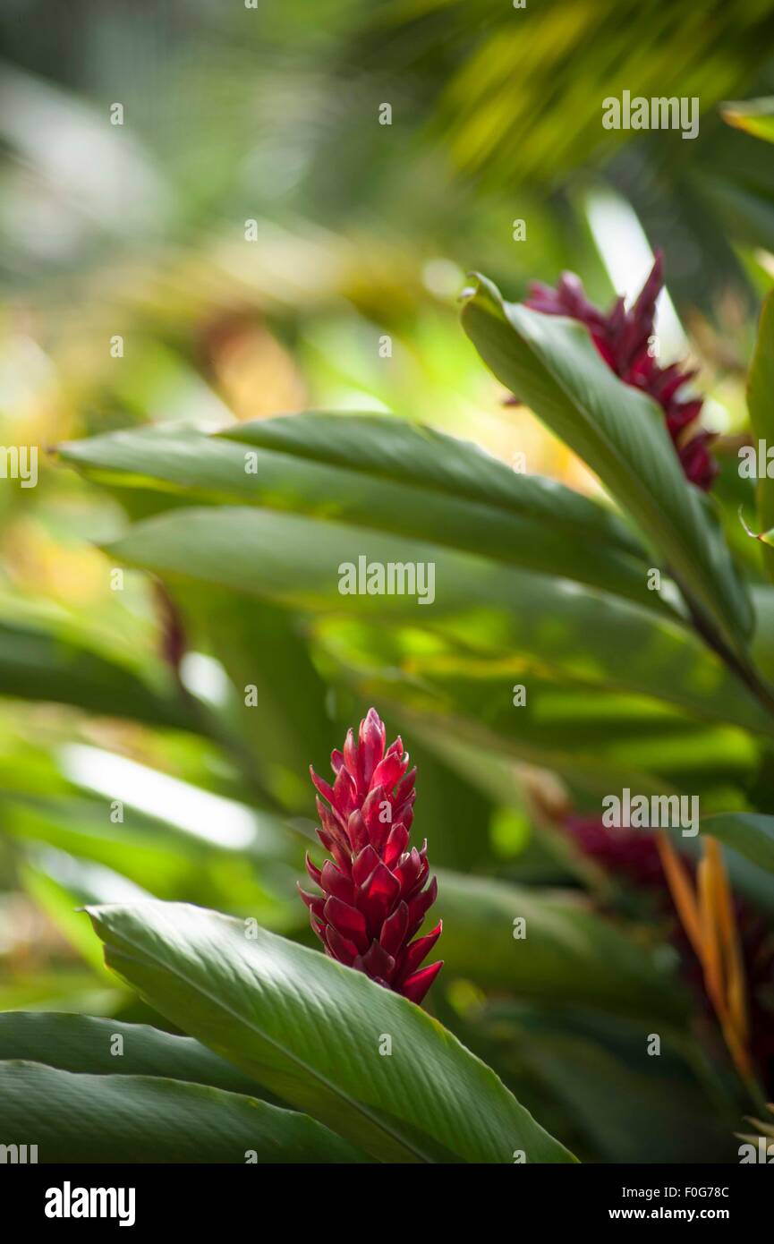 red ginger in a garden in Kampala Uganda Stock Photo - Alamy