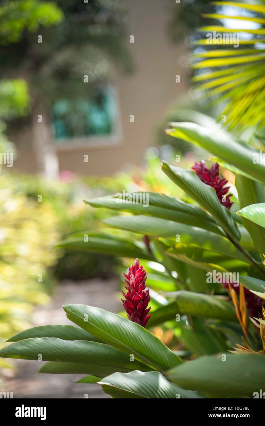 Uganda flower hi-res stock photography and images - Alamy