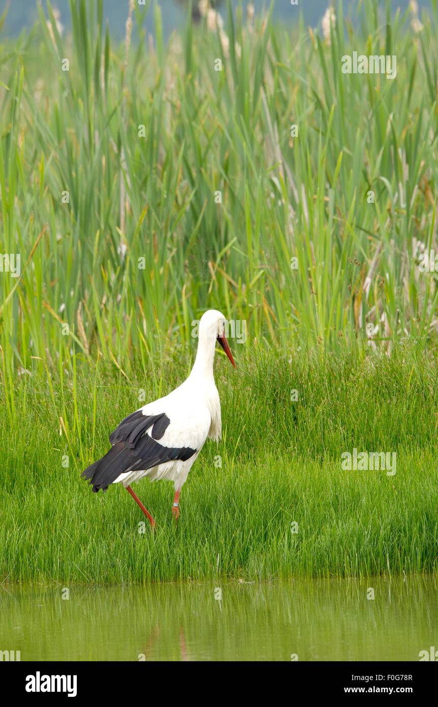 Stork eat frog hi-res stock photography and images - Alamy