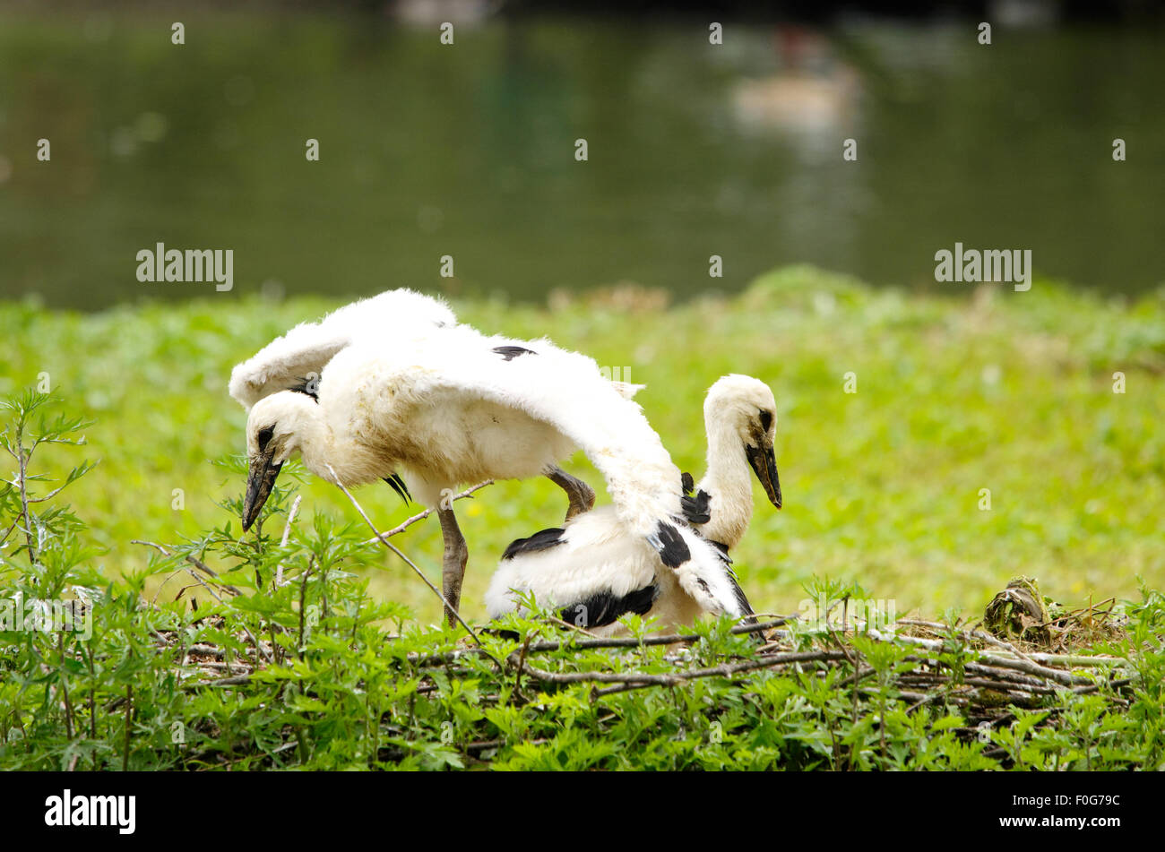 stork eat frog, oasi, white black stork, mammals, stork flying, white ...