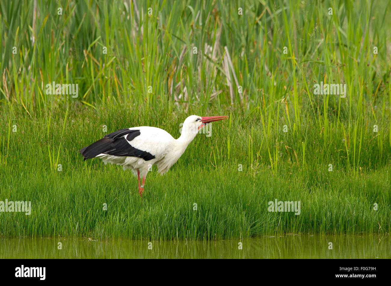 stork fishing and eat a frog Stock Photo - Alamy