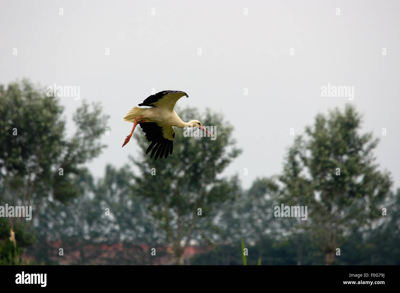 stork eat frog, oasi, white black stork, mammals, stork flying, white ...