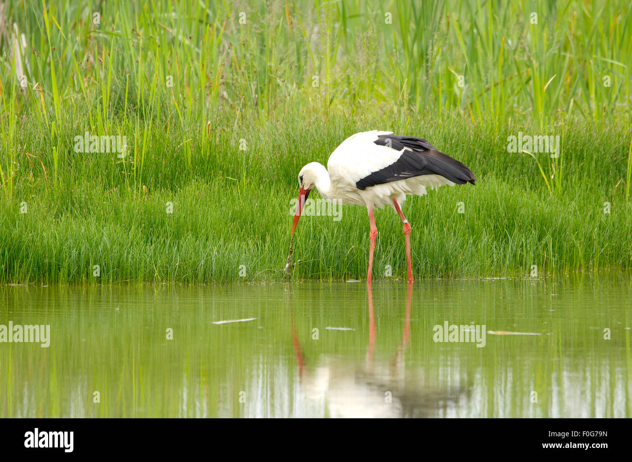 stork fishing and eat a frog Stock Photo - Alamy