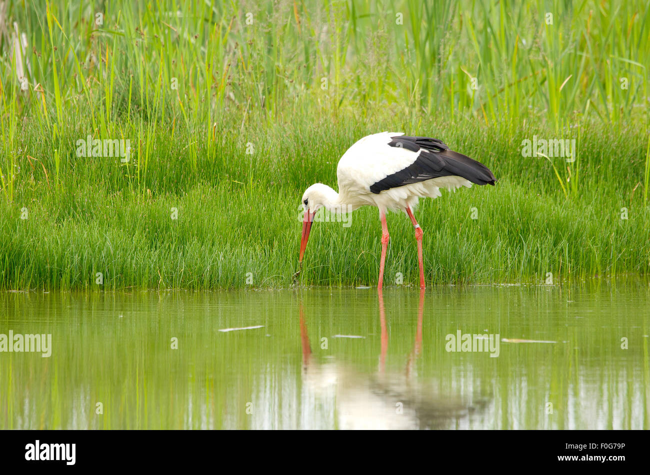 Frog eats storks hi-res stock photography and images - Alamy