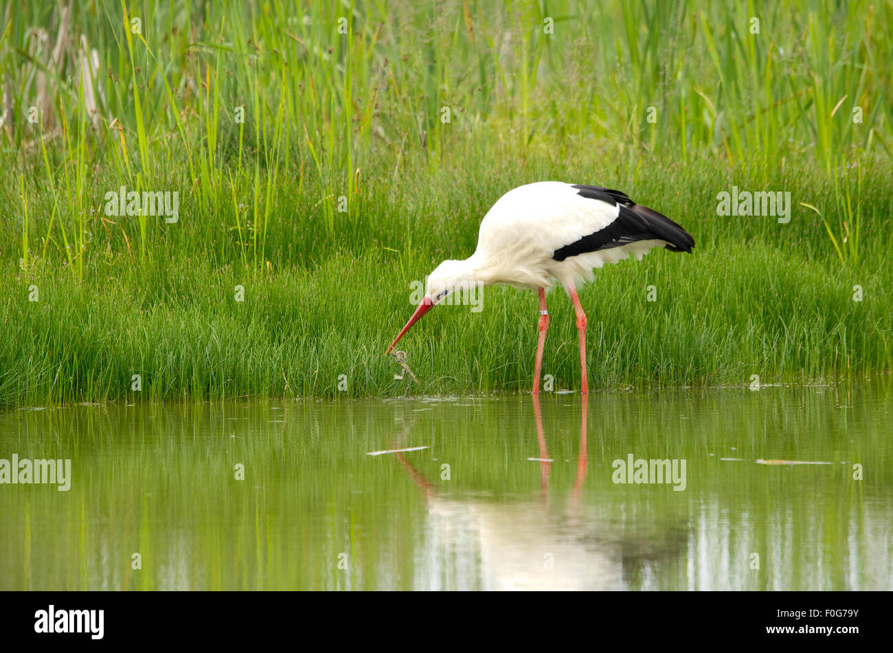 Frog eats storks hi-res stock photography and images - Alamy