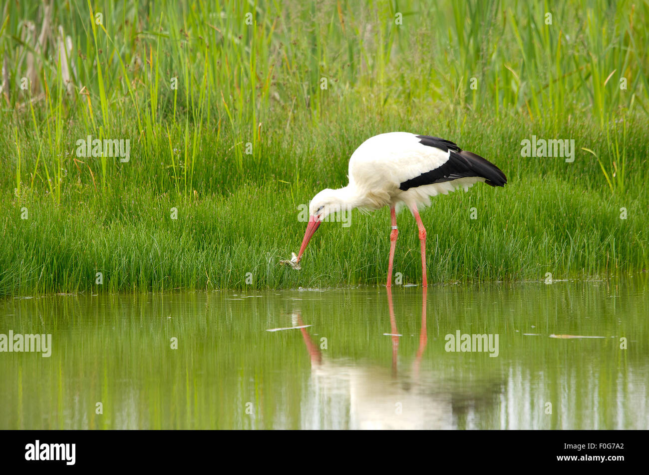 stork fishing and eat a frog Stock Photo - Alamy