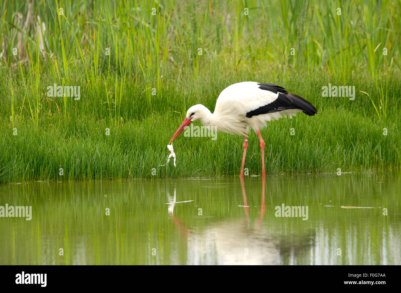 Frog eats storks hi-res stock photography and images - Alamy