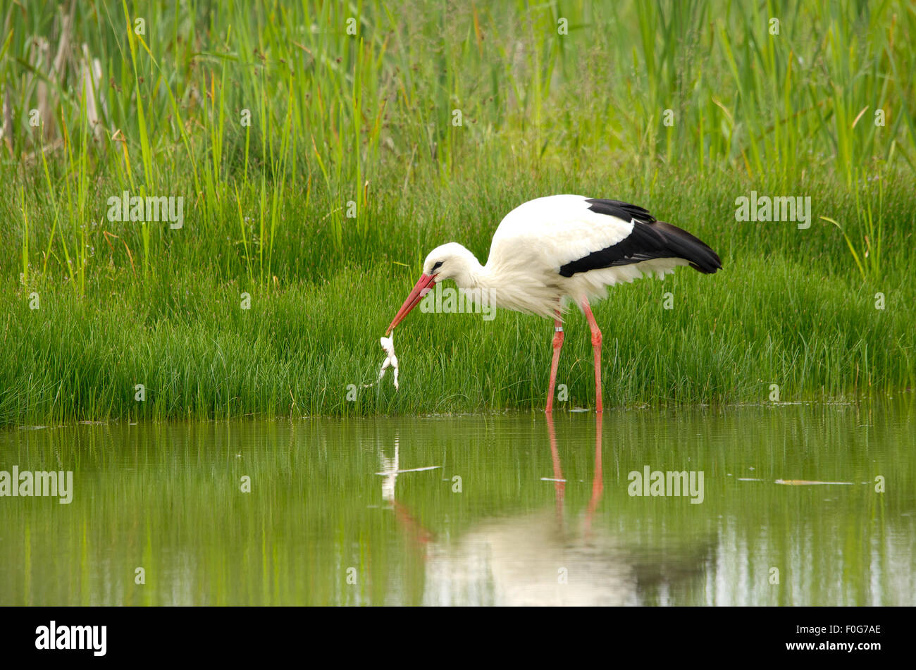 Frog eats storks hi-res stock photography and images - Alamy