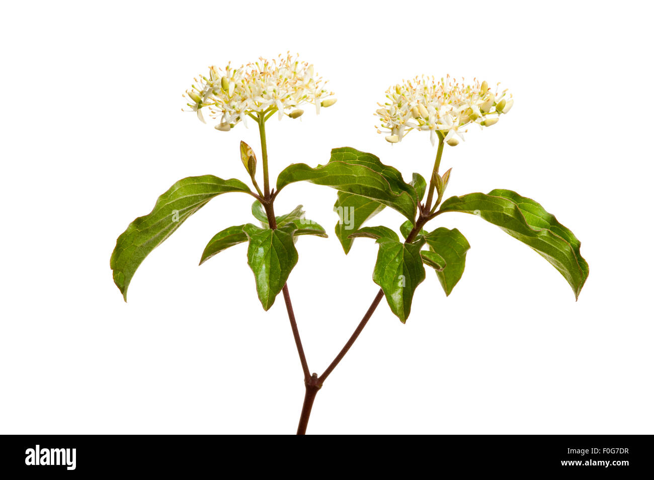 Dogwood (Cornus sanguinea) in flower, Queyras Natural Park, France, May ...