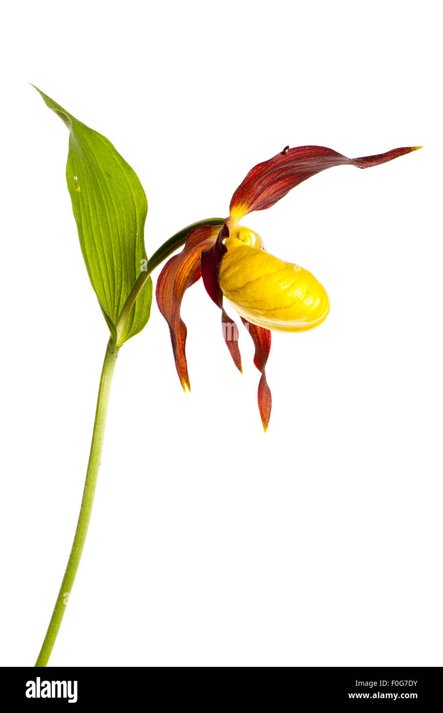 Yellow lady’s slipper orchid (Cypripedium calceolus) in flower, Queyras ...