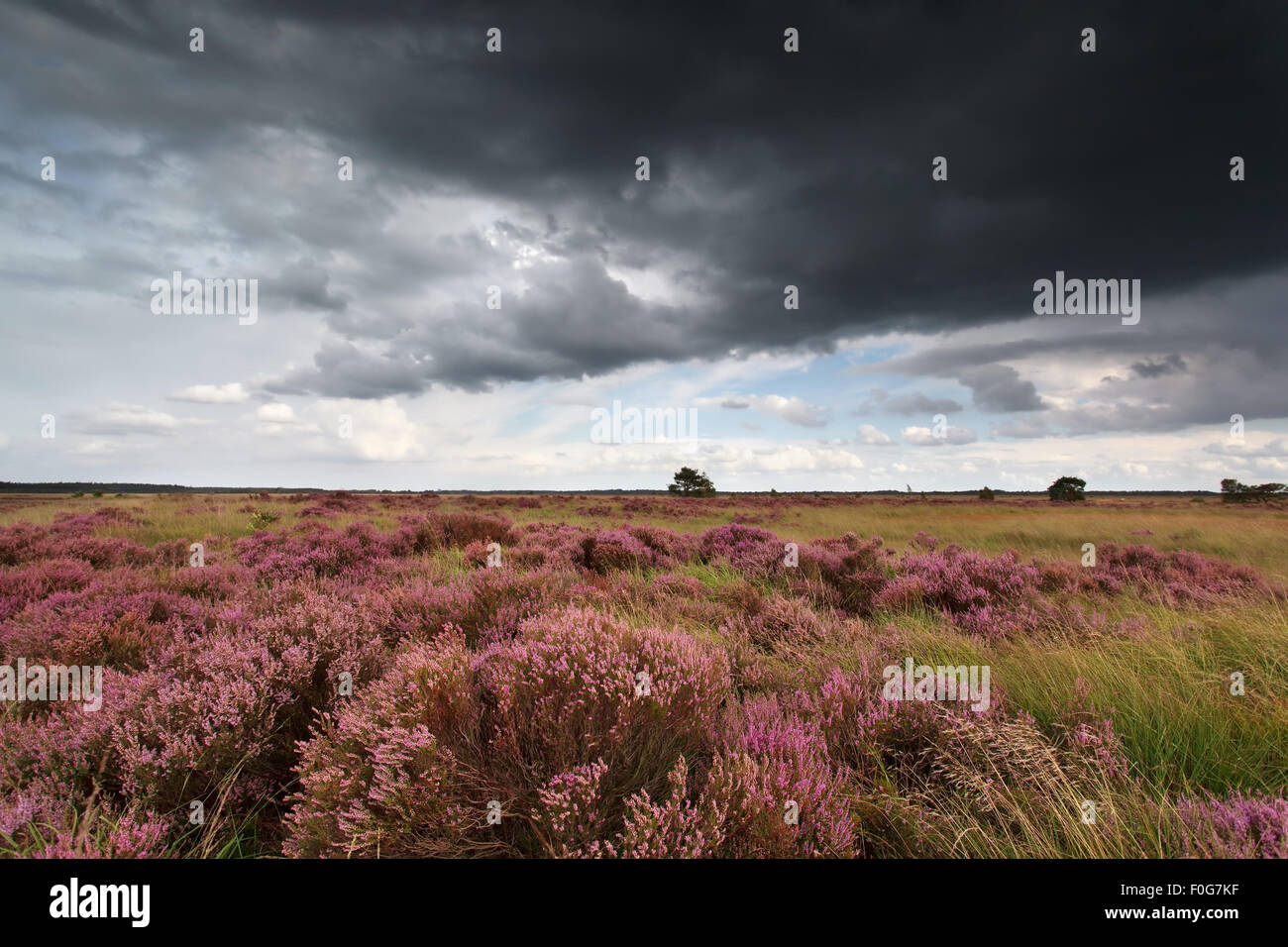 storm sky over flowering heather in summer Stock Photo - Alamy