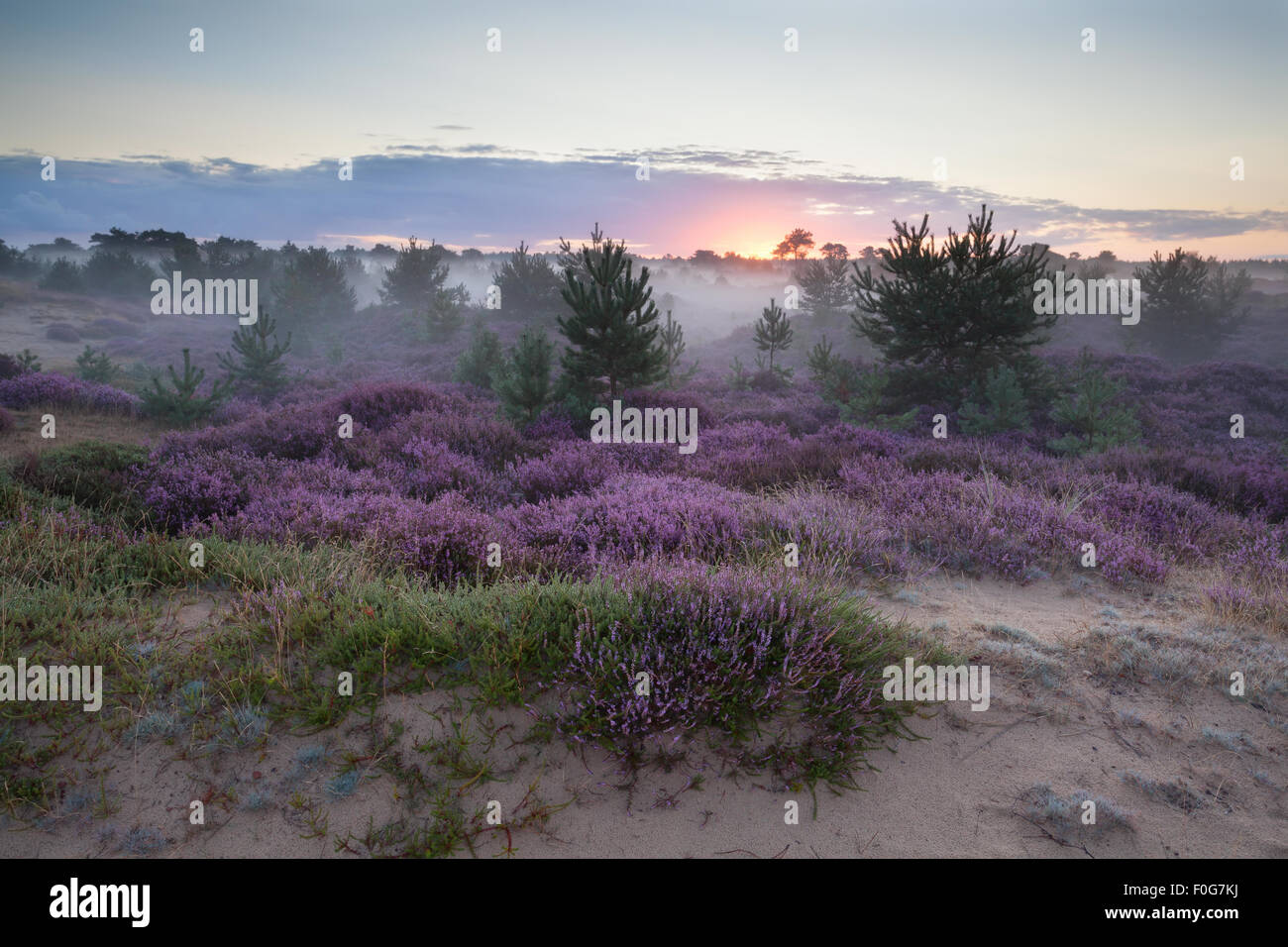 Pink flowers on sand dunes hi-res stock photography and images - Alamy
