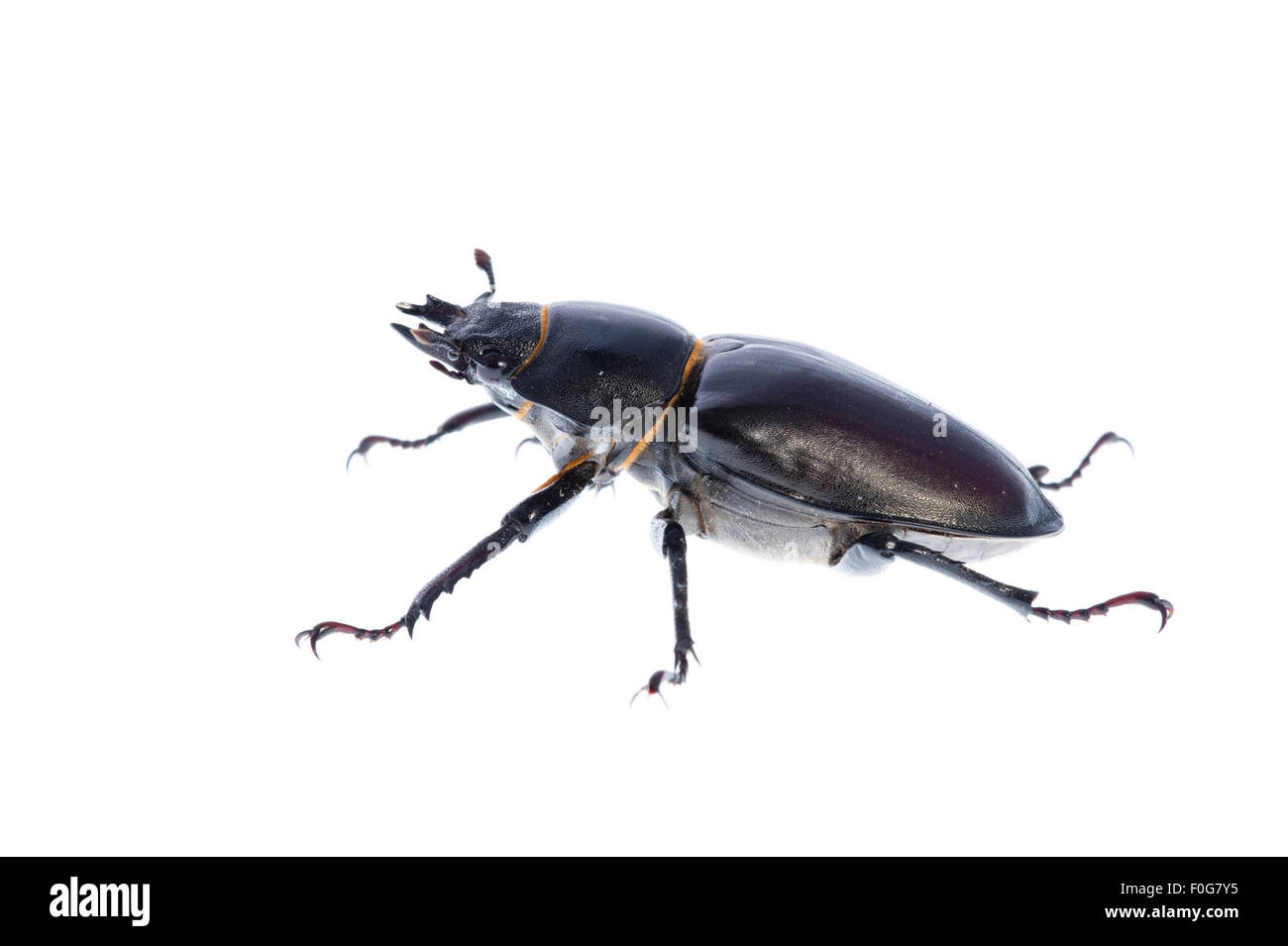 Female stag beetle uk hi-res stock photography and images - Alamy