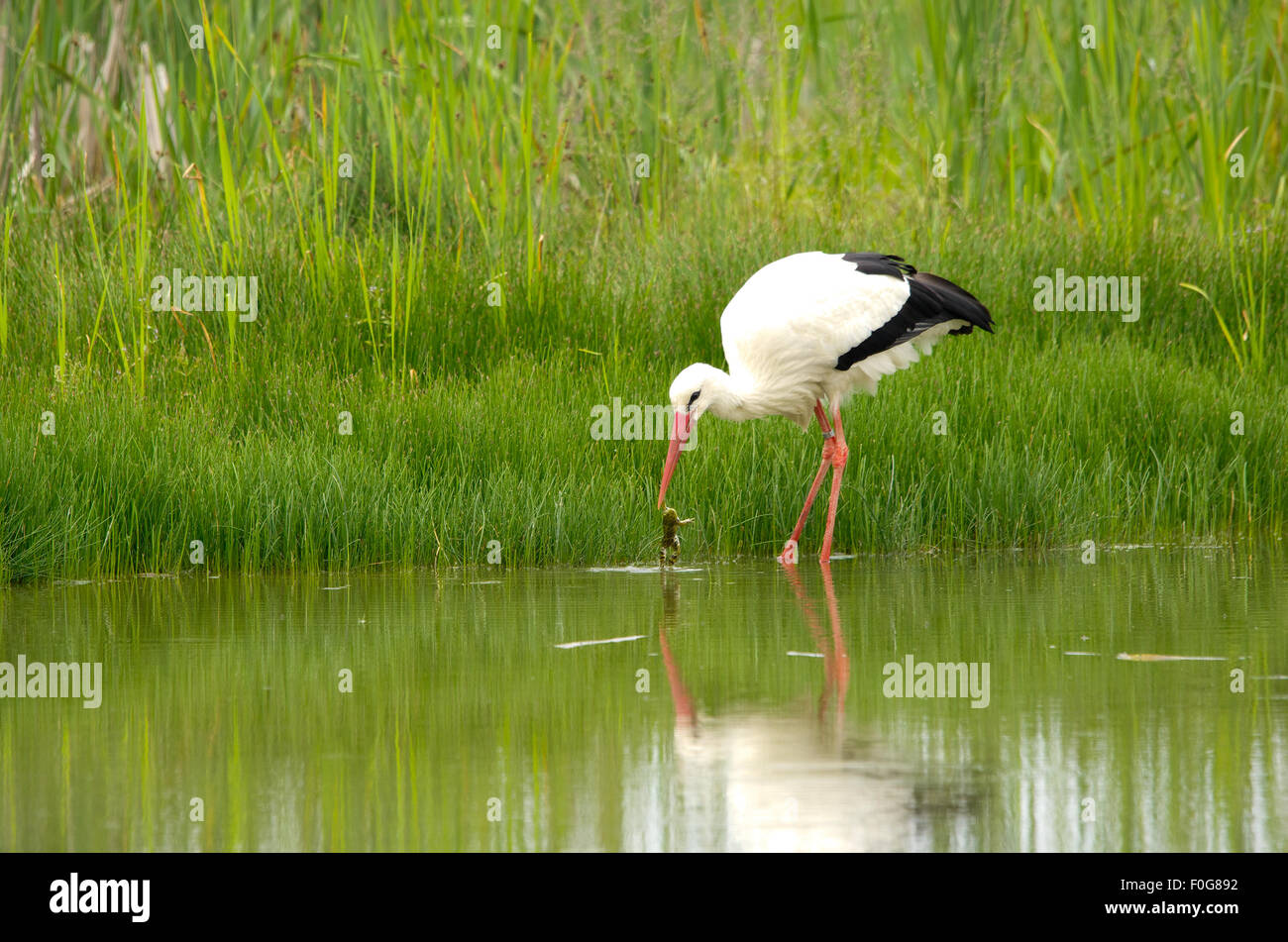 stork fishing and eat a frog Stock Photo - Alamy